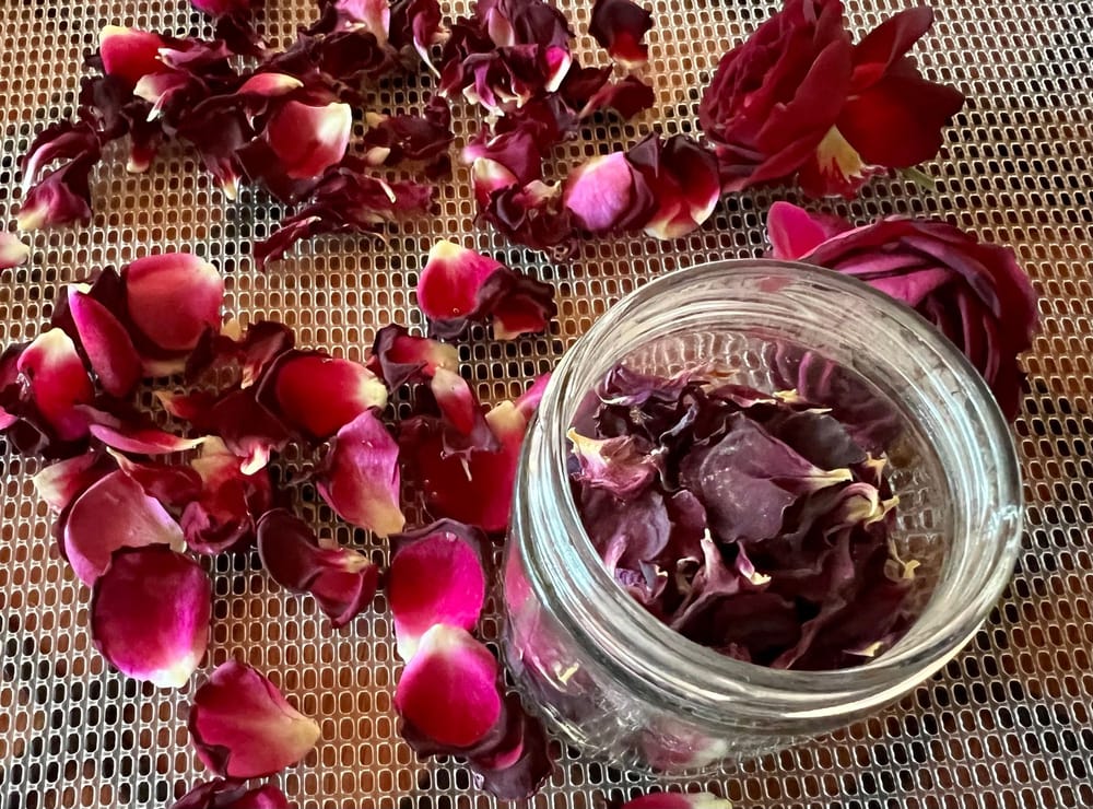 Blooming Love: A Gentle Rose Petal Jojoba Infusion