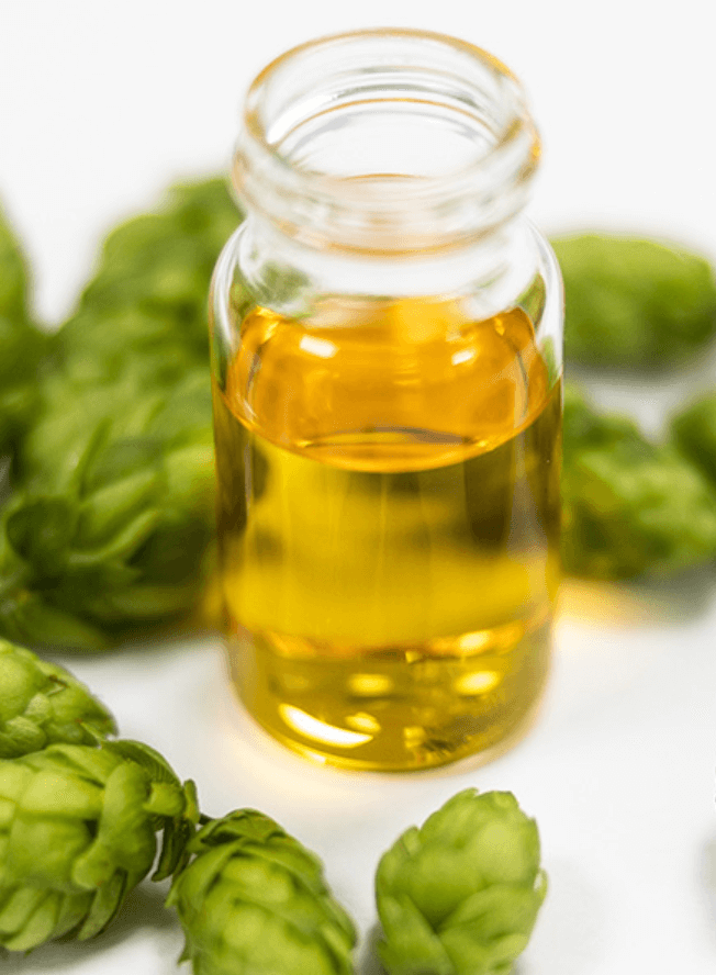 The Oil Within the Plant: Hops