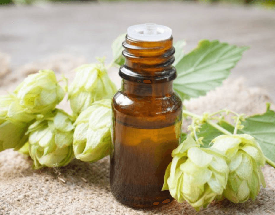 The Oil Within the Plant: Hops